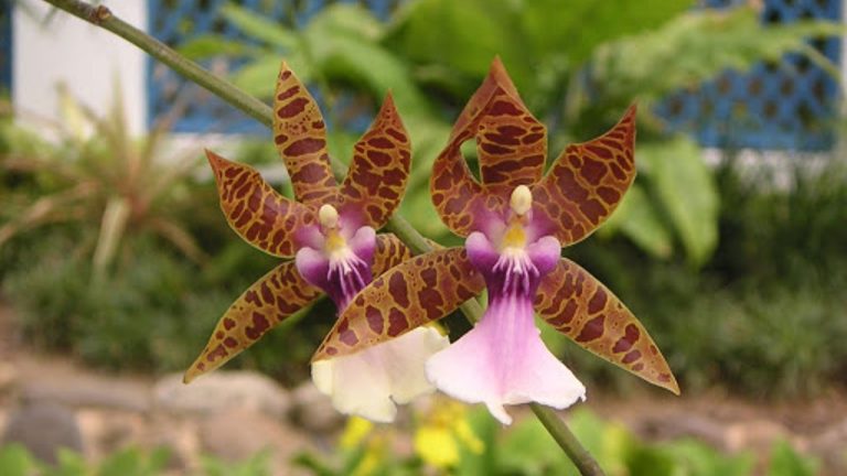 Estudio: más de 25 mil especies de la flora brasileña son endémicas ...