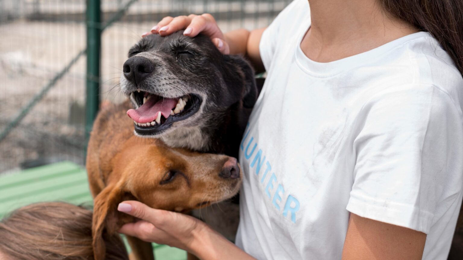 ¿Qué hacer una vez que integras a un perro o gato a tu familia? 85% de ...