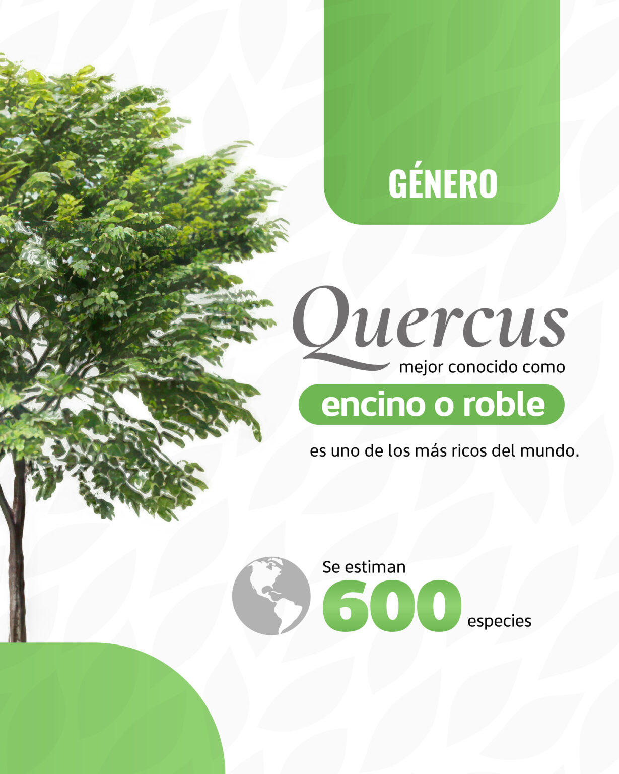 BUAP, aliado en la conservación de encinos en México y América Central ...